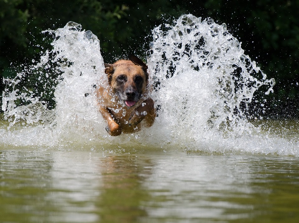 Dogs to Make Splash in Diving Competition - KnuGroup